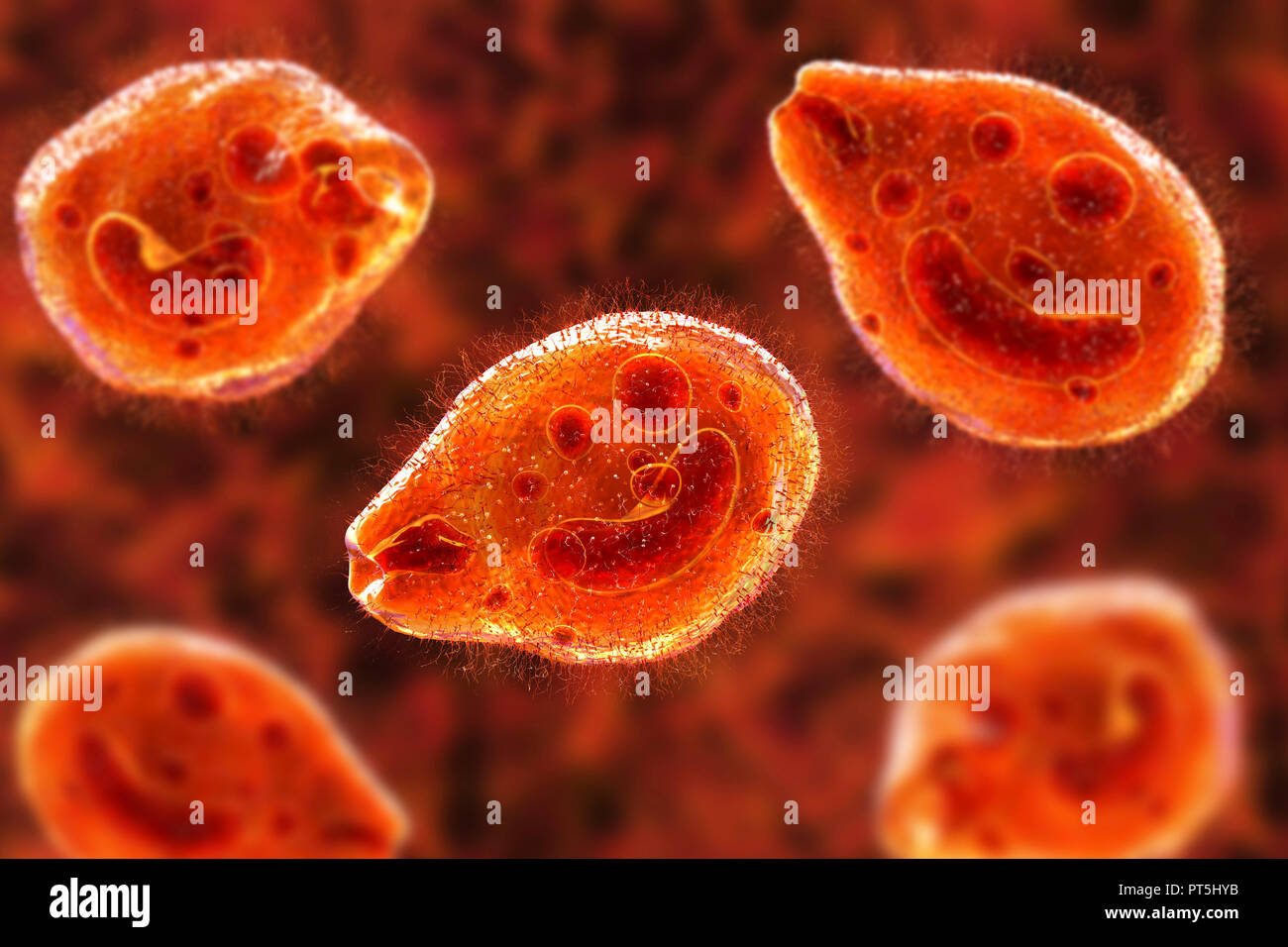 Computer illustrazione del protozoo ciliato Balantidium coli, un ...