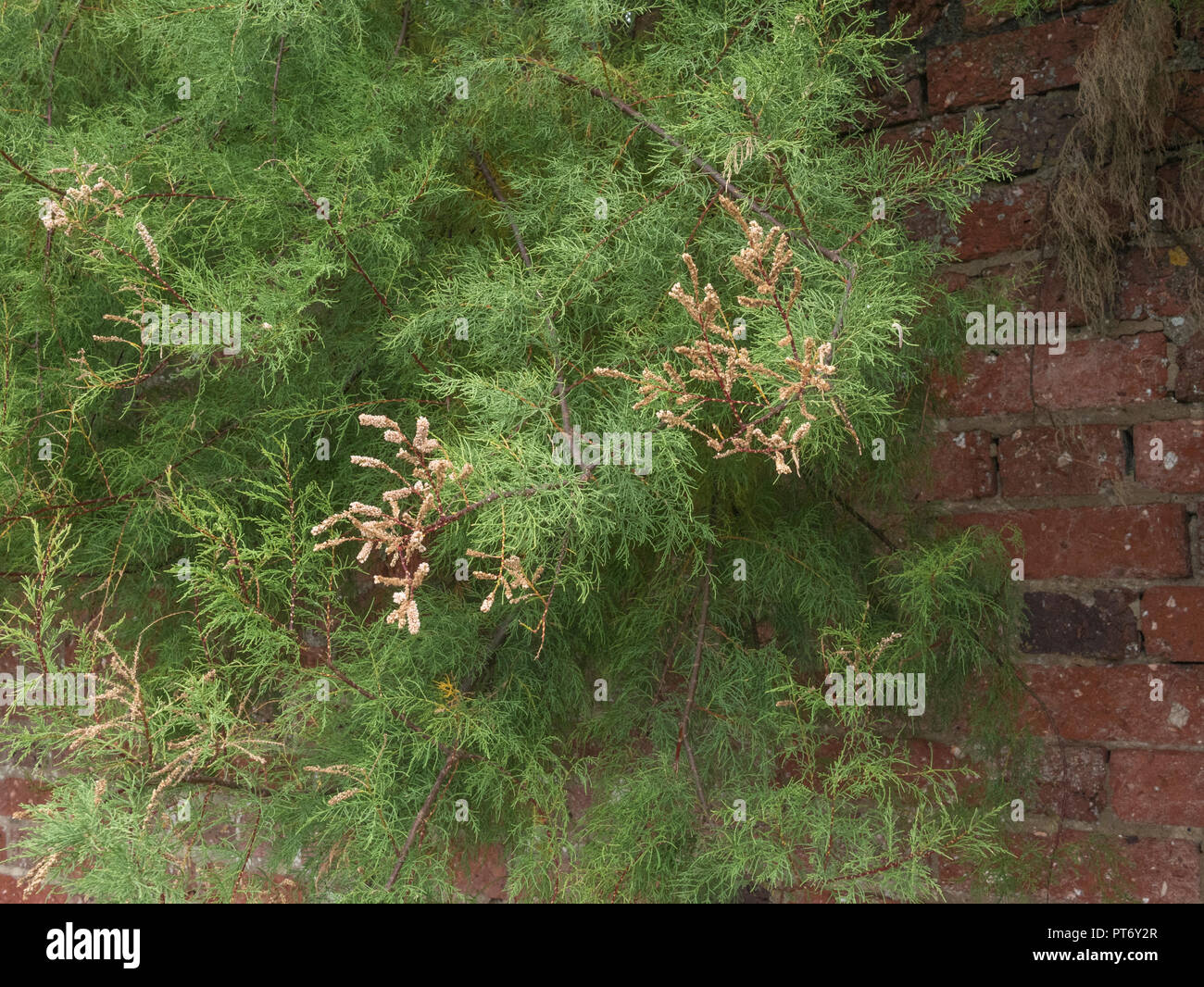 Tamerice minore immagini e fotografie stock ad alta risoluzione - Alamy
