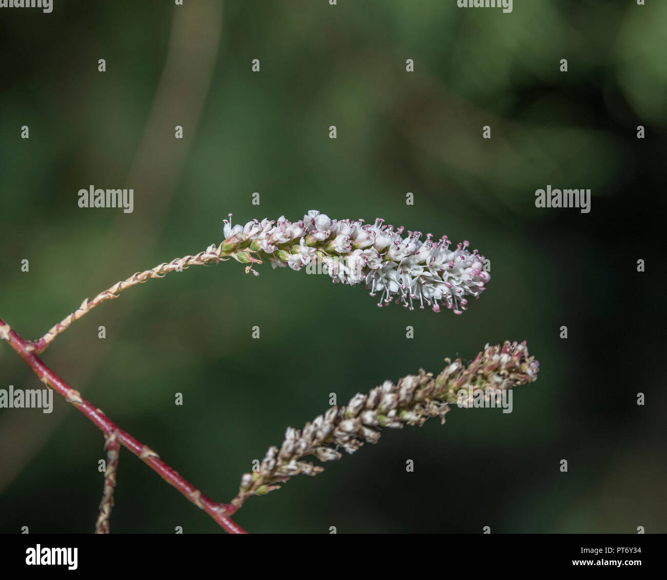 Tamerice minore immagini e fotografie stock ad alta risoluzione - Alamy