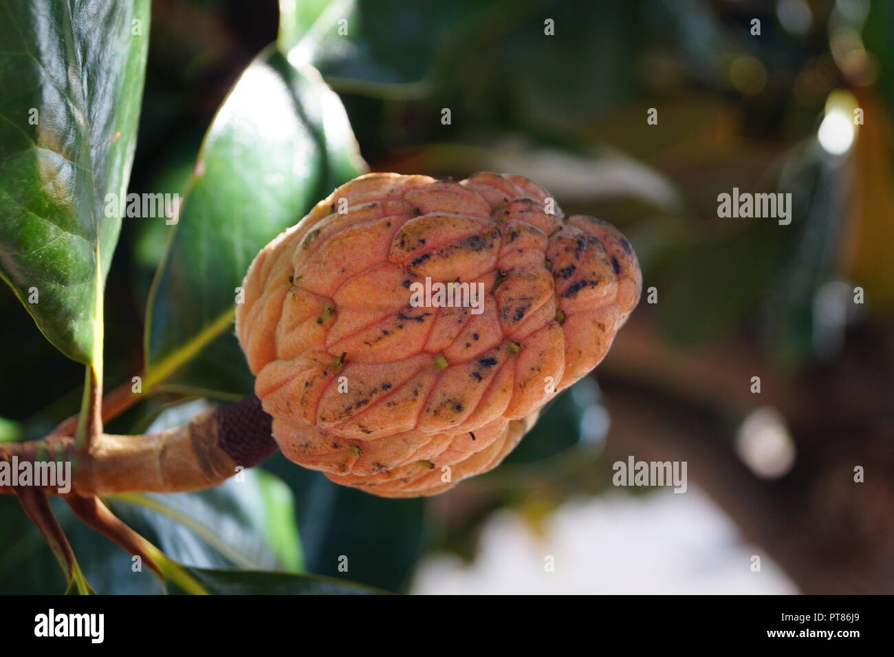 Frutto di una sempreverde magnolia magnolia grandiflora immagini e ...