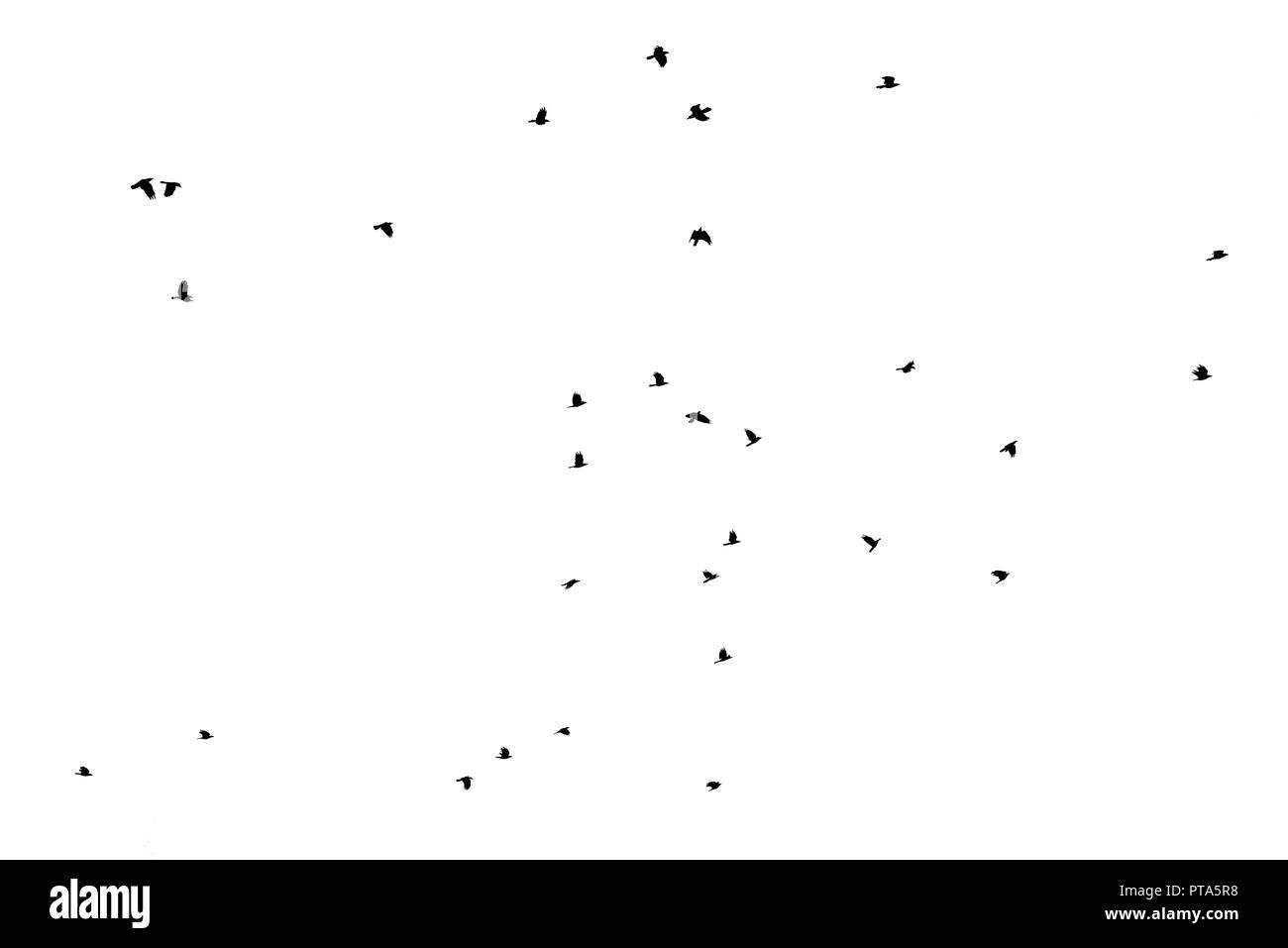 Sagome isolate su sfondo bianco immagini e fotografie stock ad alta ...