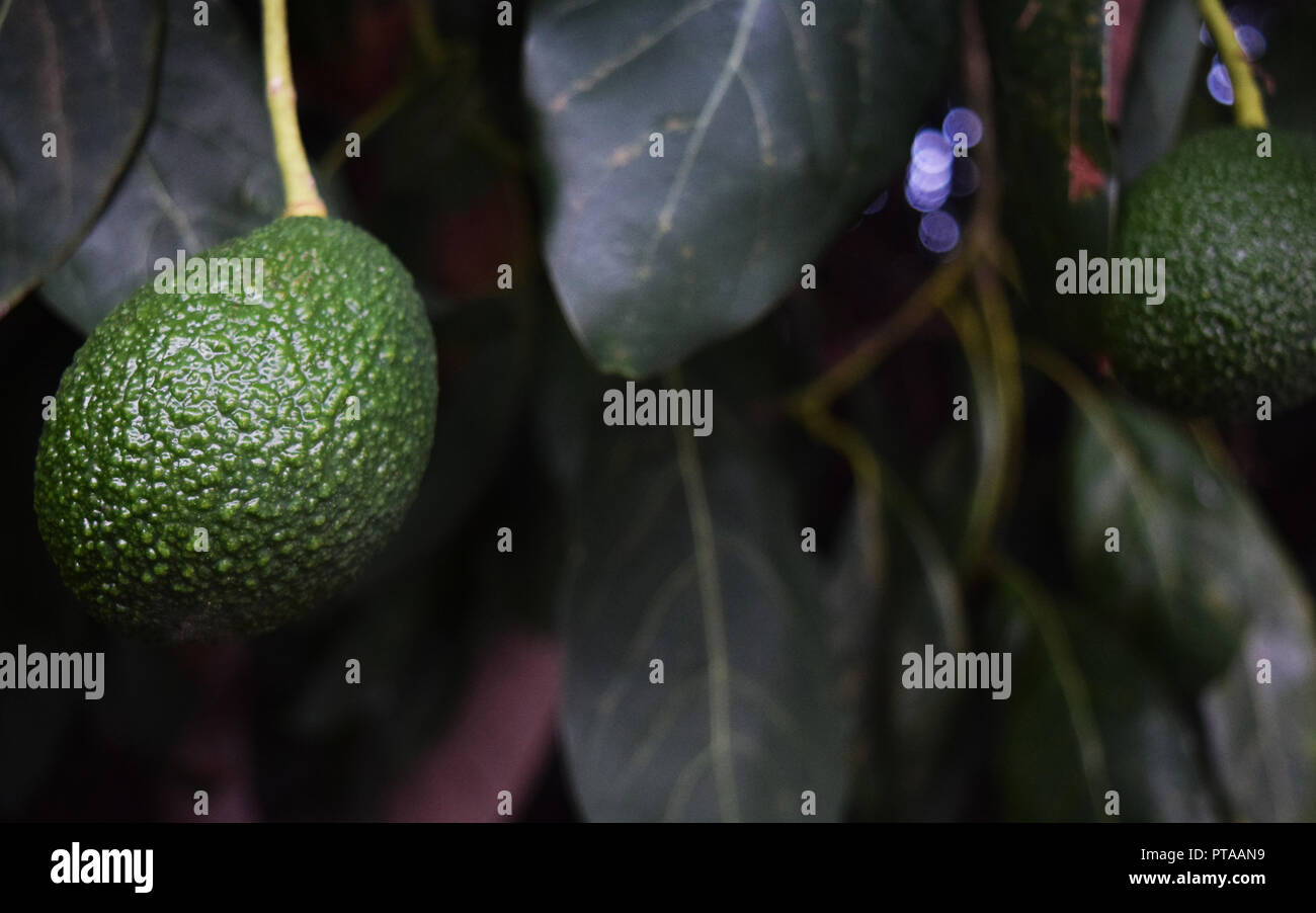 Albero di avocado immagini e fotografie stock ad alta risoluzione - Alamy