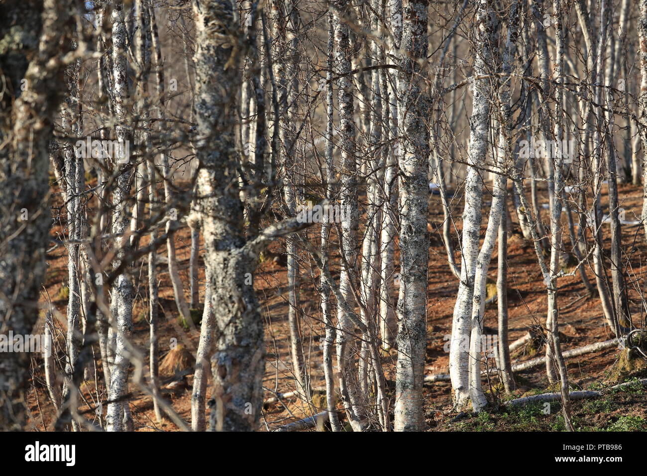 Betulla artica immagini e fotografie stock ad alta risoluzione - Alamy