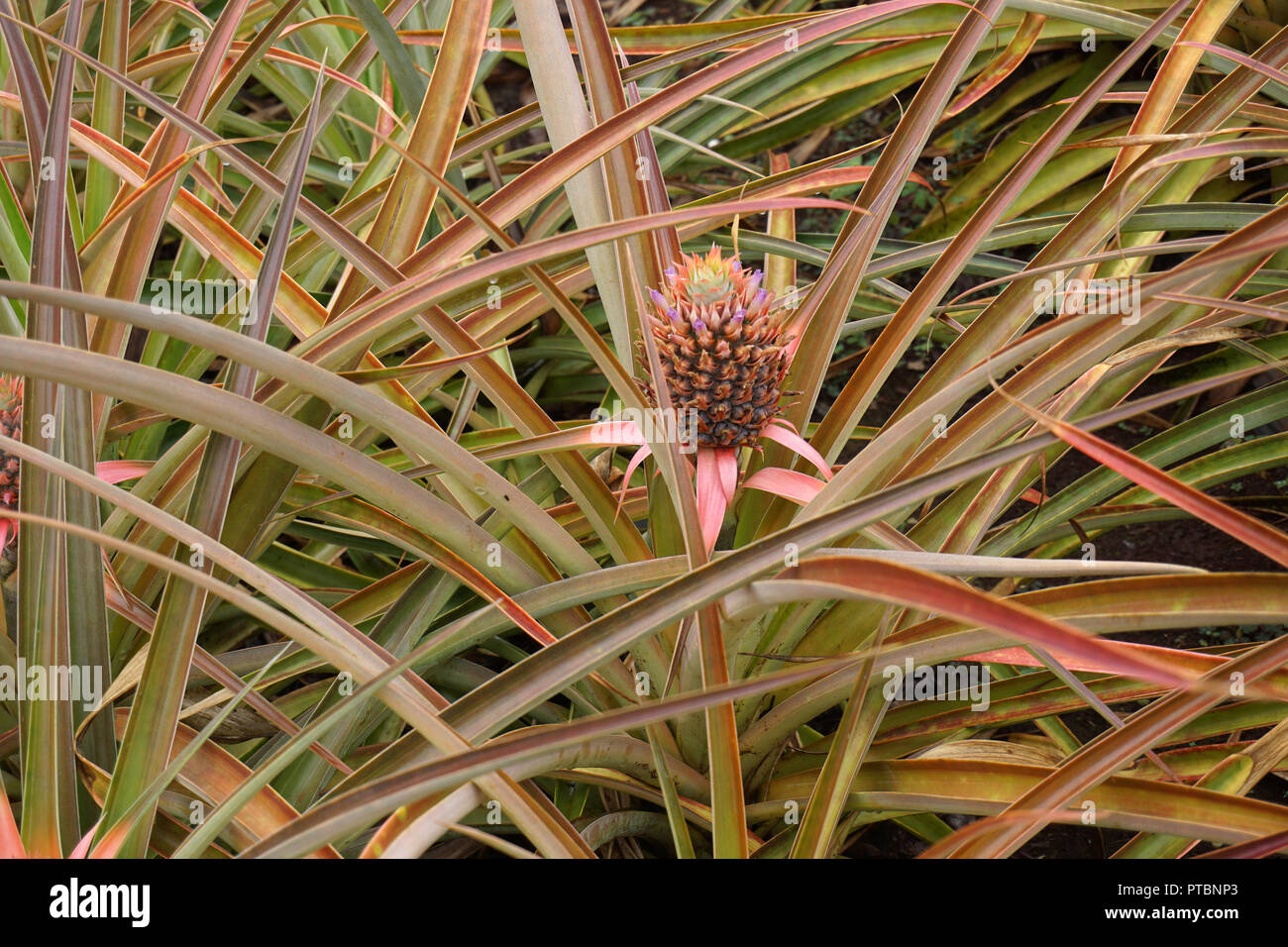 Pianta di ananas immagini e fotografie stock ad alta risoluzione - Alamy