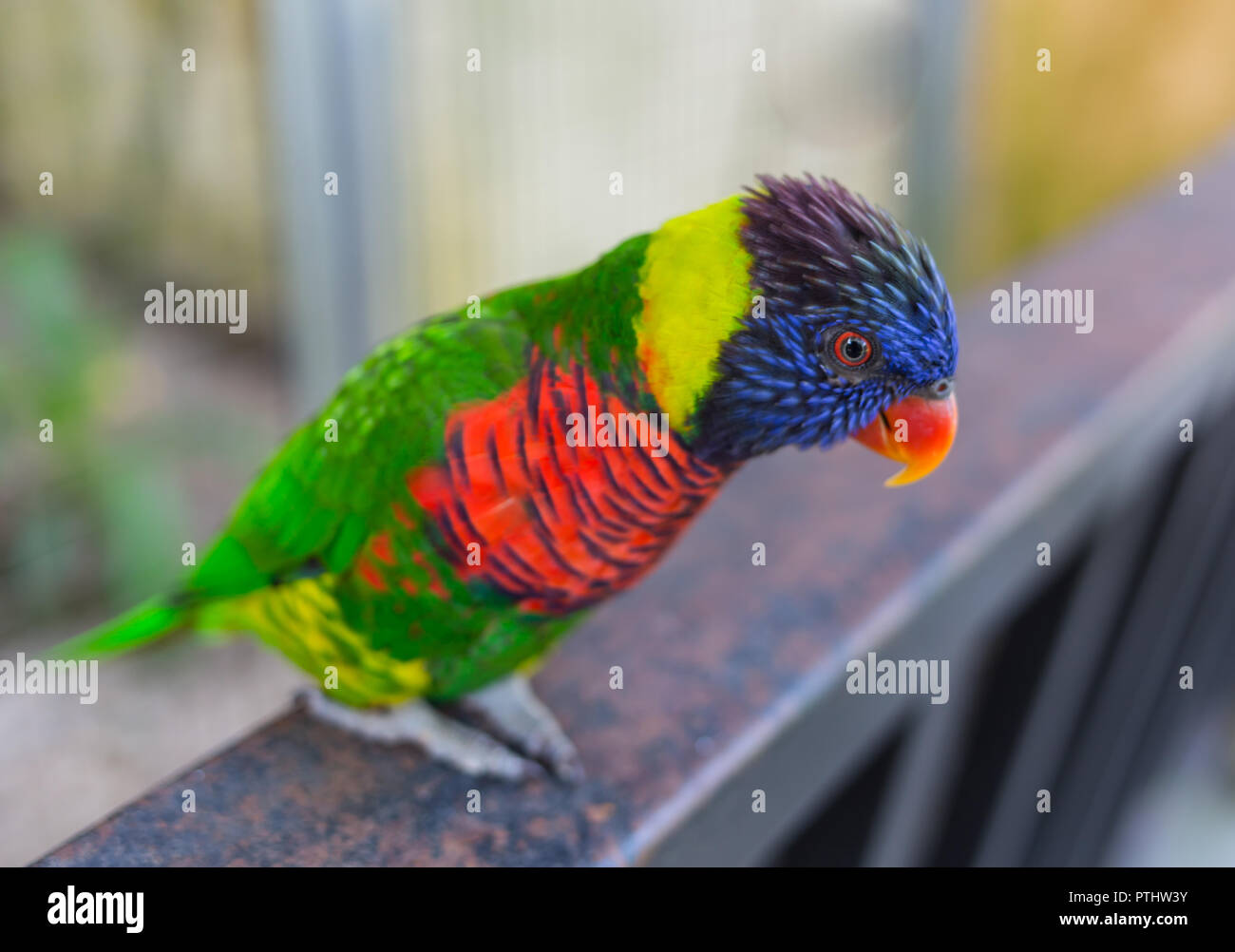 Papagallo da colorare immagini e fotografie stock ad alta risoluzione ...