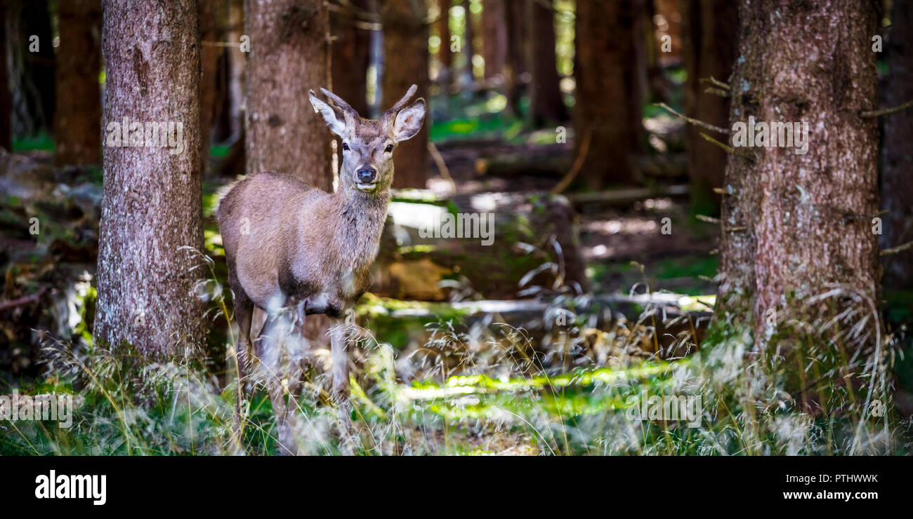 Fauna selvatica delle alpi immagini e fotografie stock ad alta ...