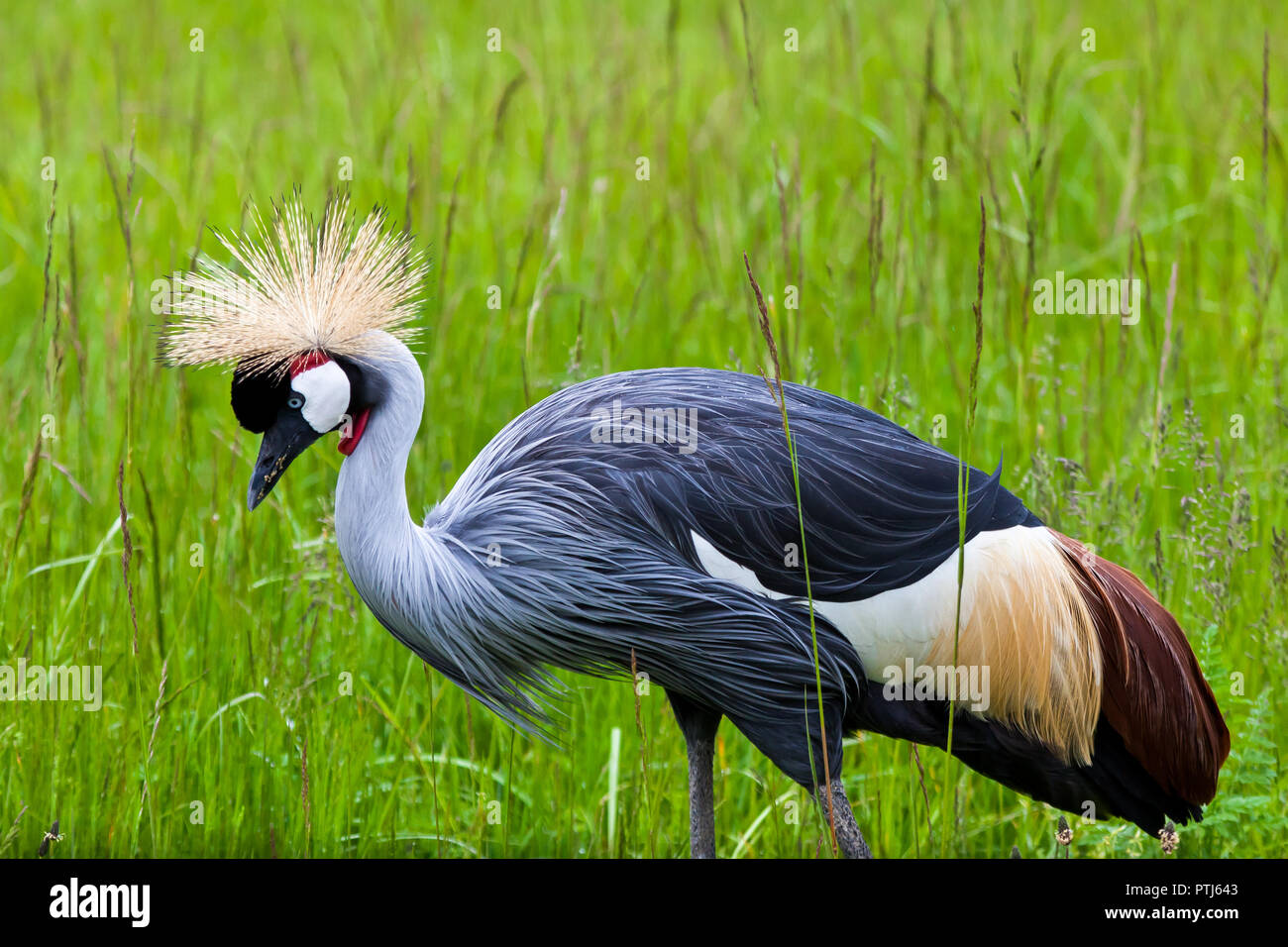 Gru coronata grigia o gru incoronata africana immagini e fotografie ...
