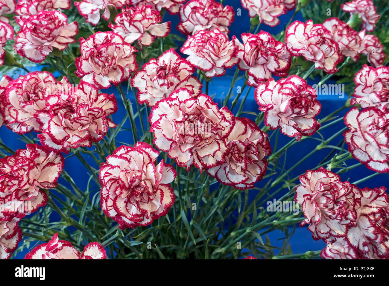 Garofani bianchi immagini e fotografie stock ad alta risoluzione - Alamy