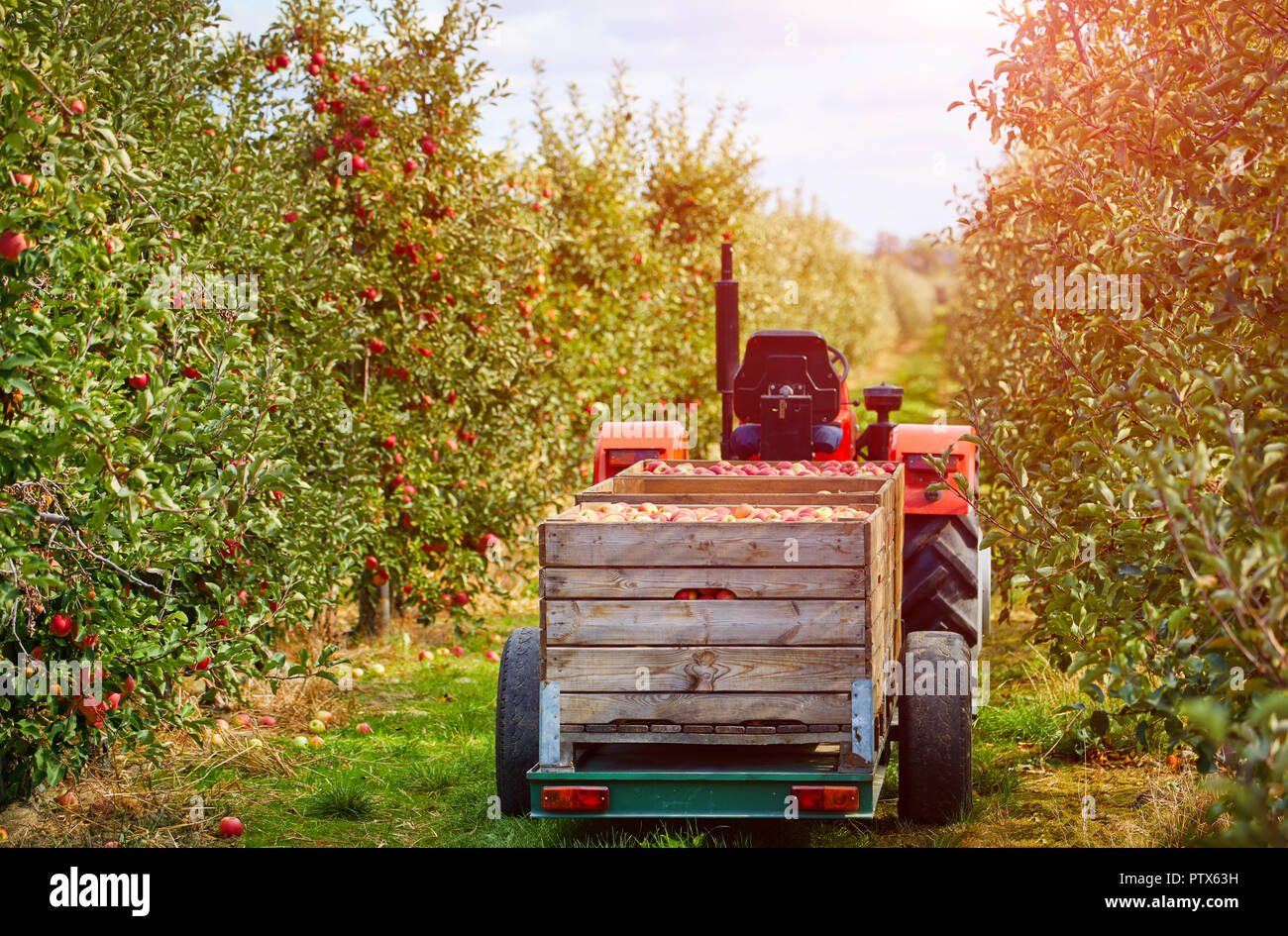 Trattore da frutteto immagini e fotografie stock ad alta risoluzione ...