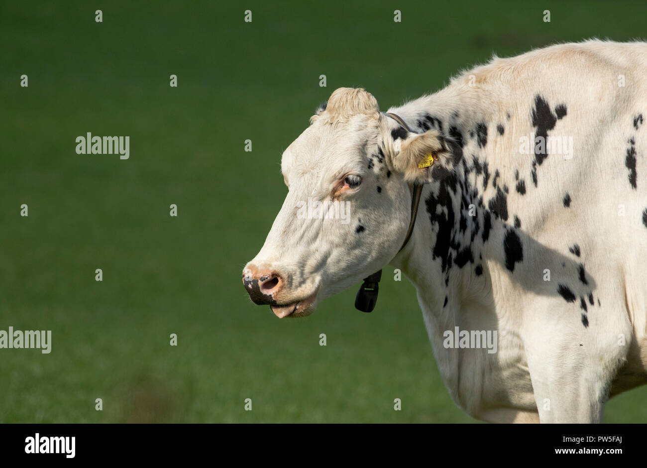 Collo di mucca frisone immagini e fotografie stock ad alta risoluzione ...