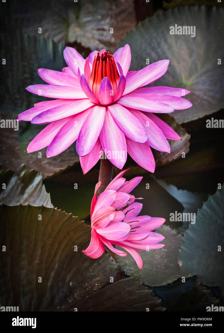 Ninfee rosa monet immagini e fotografie stock ad alta risoluzione - Alamy