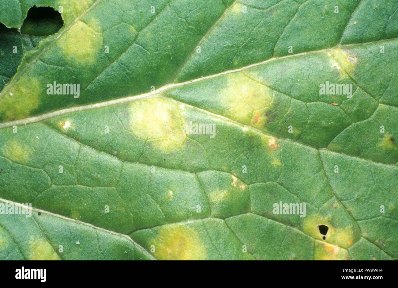 Piante di malattie fungine immagini e fotografie stock ad alta ...