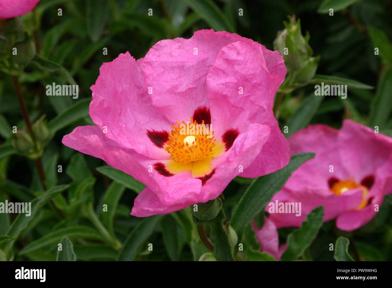 Cistus x purpureus rock rose immagini e fotografie stock ad alta ...