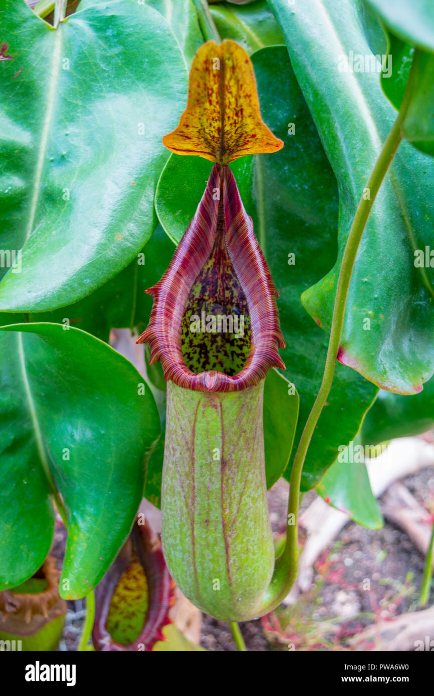 Piante che insidiano gli insetti immagini e fotografie stock ad alta ...
