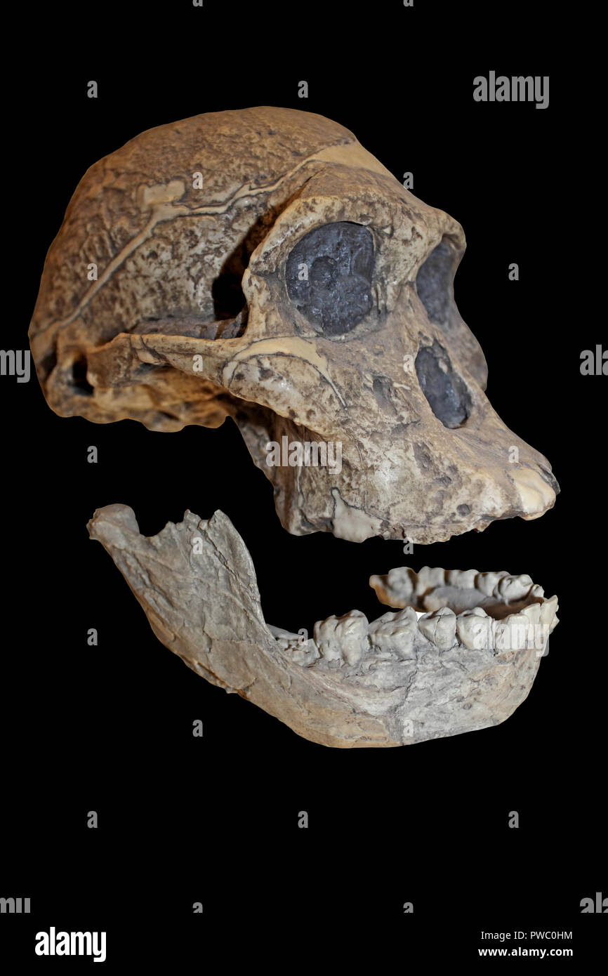 Teschio di australopithecus africanus immagini e fotografie stock ad ...