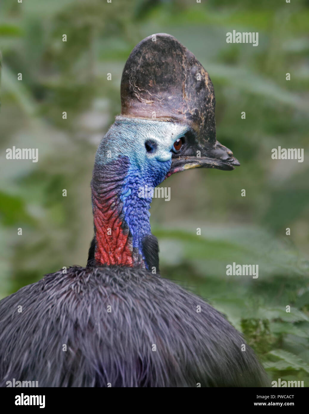 Casuarius casuarius immagini e fotografie stock ad alta risoluzione - Alamy