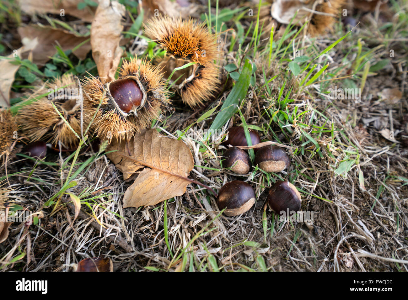 Castagne nei boschi immagini e fotografie stock ad alta risoluzione - Alamy