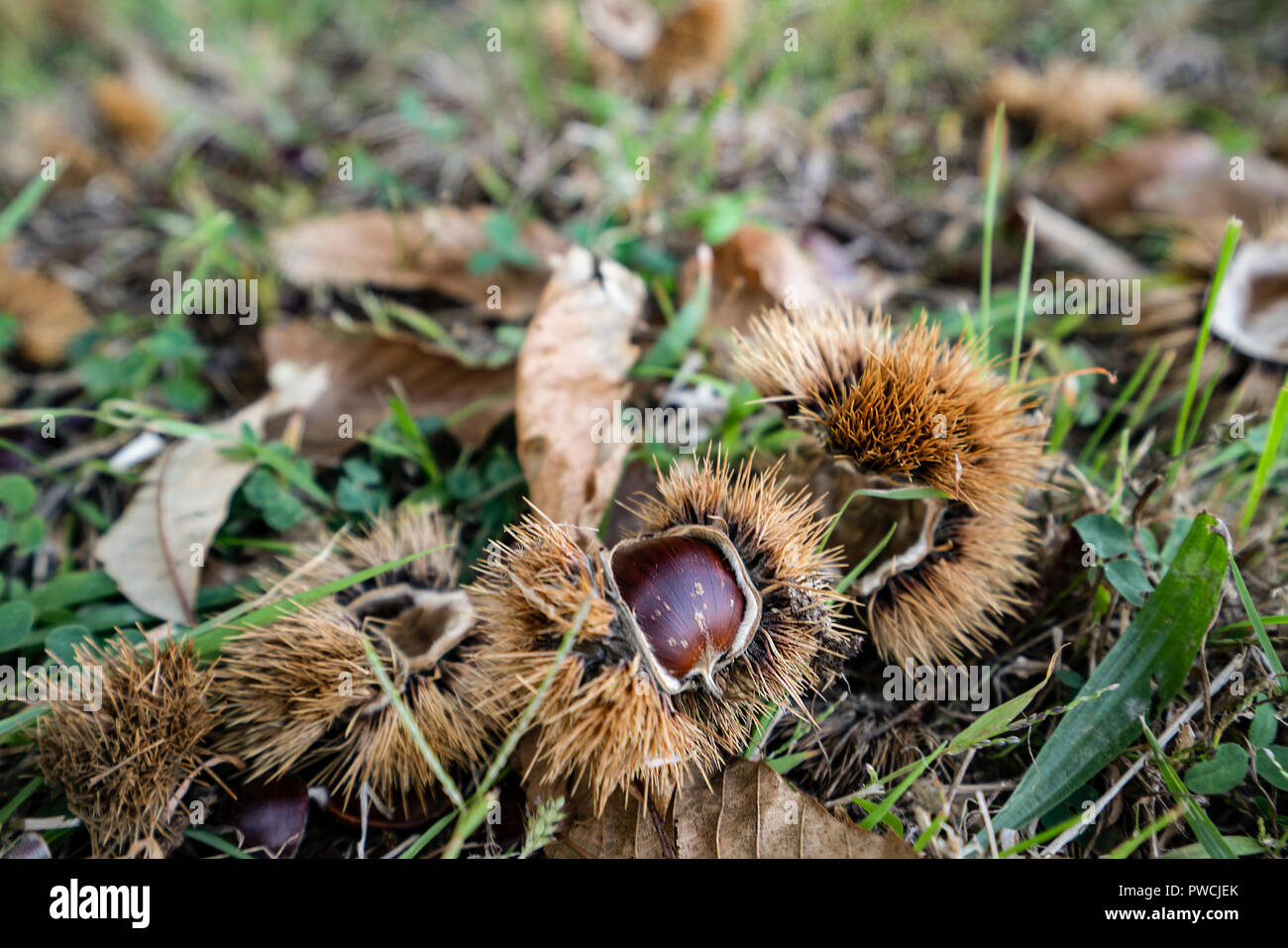 Castagne nei boschi immagini e fotografie stock ad alta risoluzione - Alamy