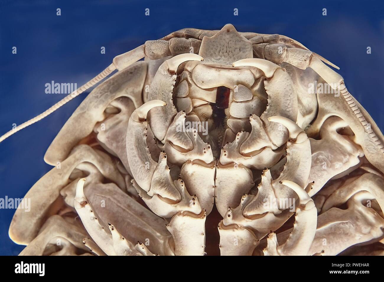 Isopodi marini immagini e fotografie stock ad alta risoluzione - Alamy