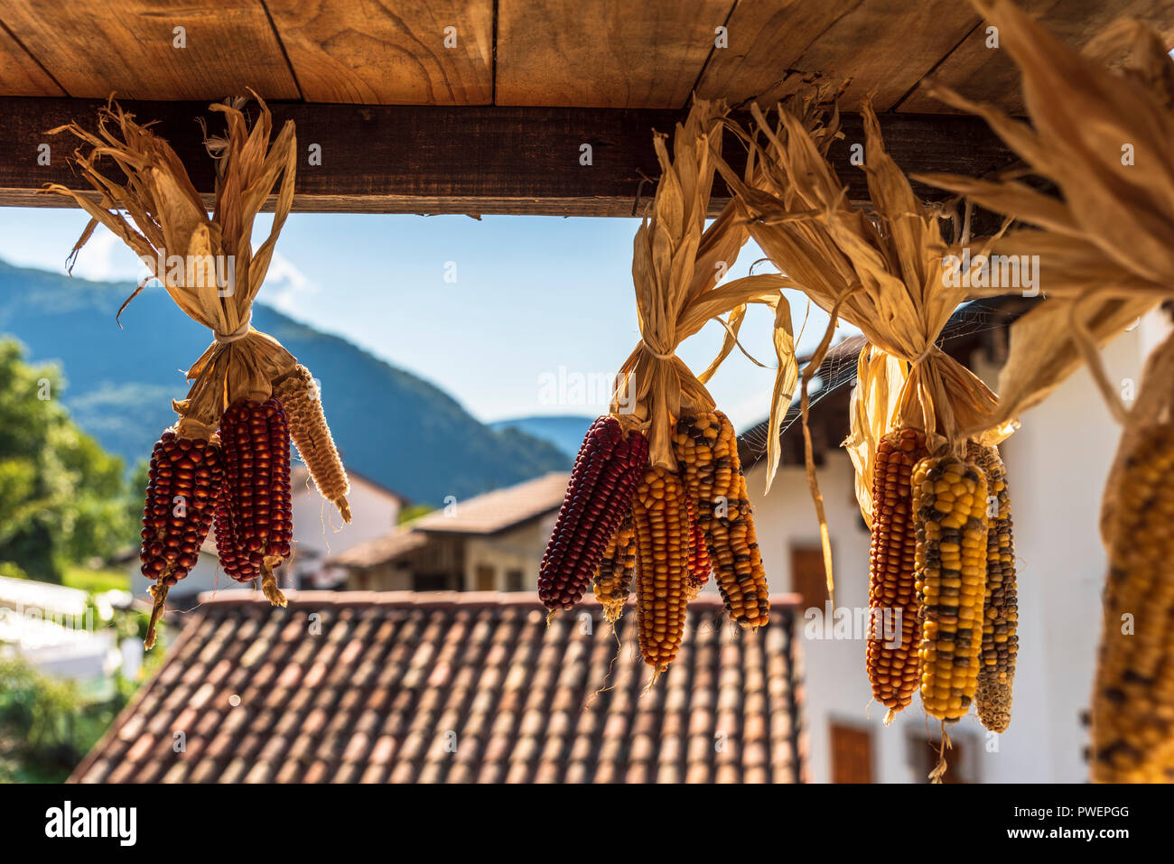 I tutoli di mais di Antichi Mais a Illegio. La Carnia, Friuli Foto ...