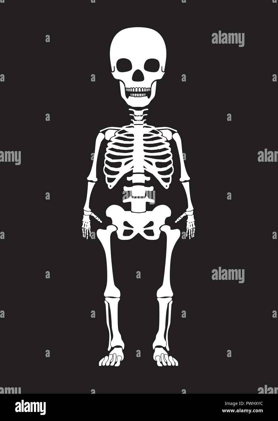 Anatomia umana scheletro completo Immagini Vettoriali Stock - Alamy
