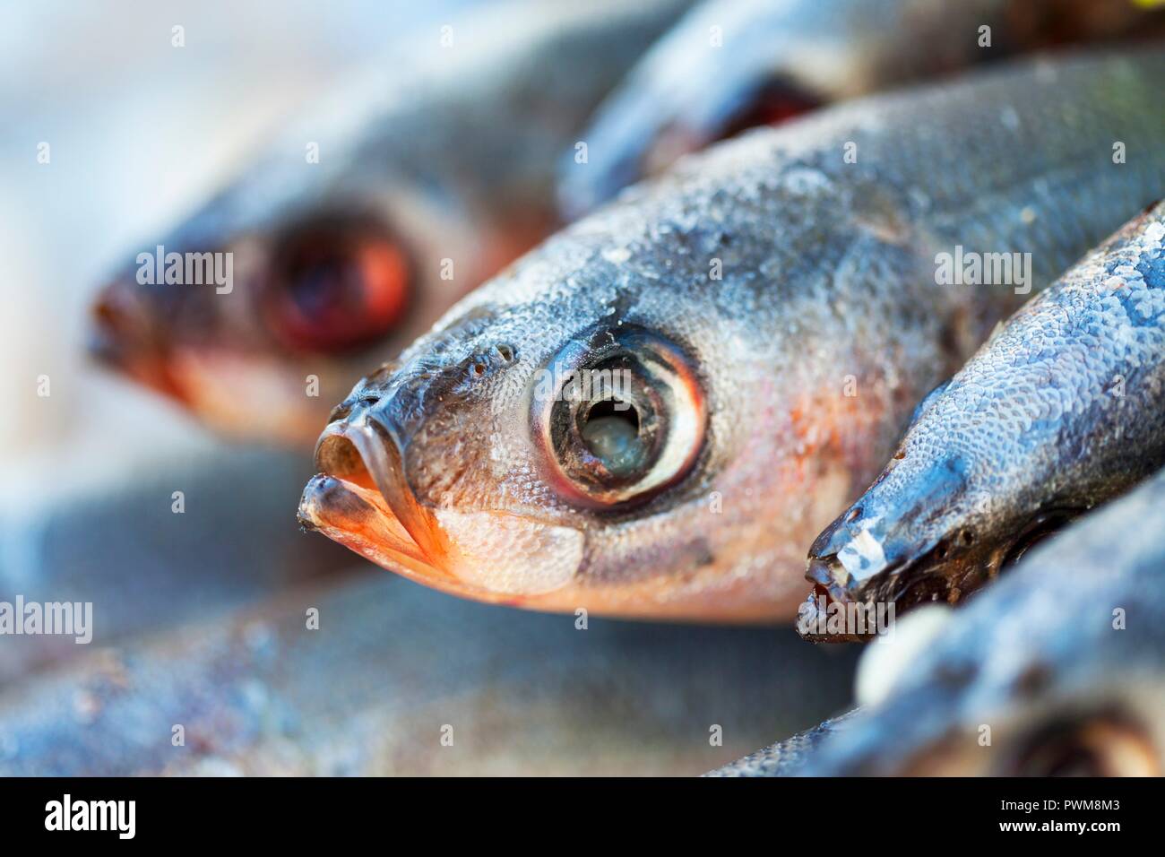 Teste di pesce vendute a immagini e fotografie stock ad alta ...