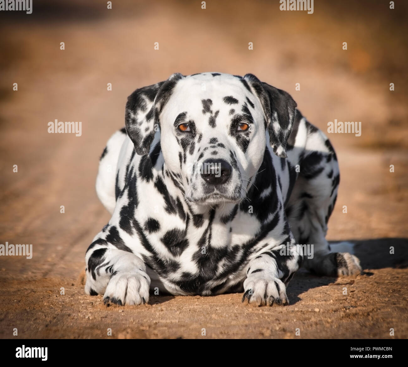 Posa dalmata immagini e fotografie stock ad alta risoluzione - Alamy