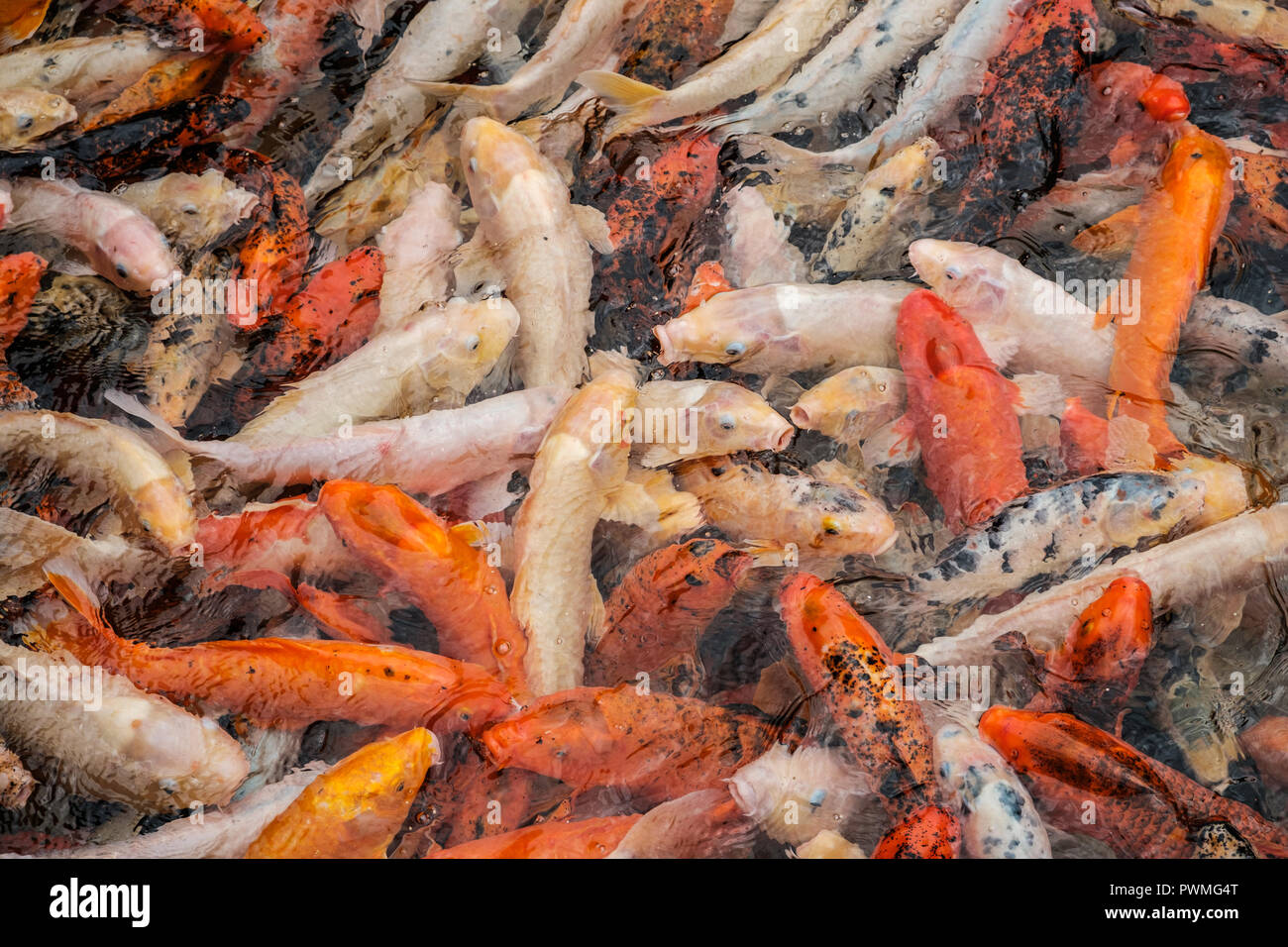 Pesce rosso koi immagini e fotografie stock ad alta risoluzione - Alamy