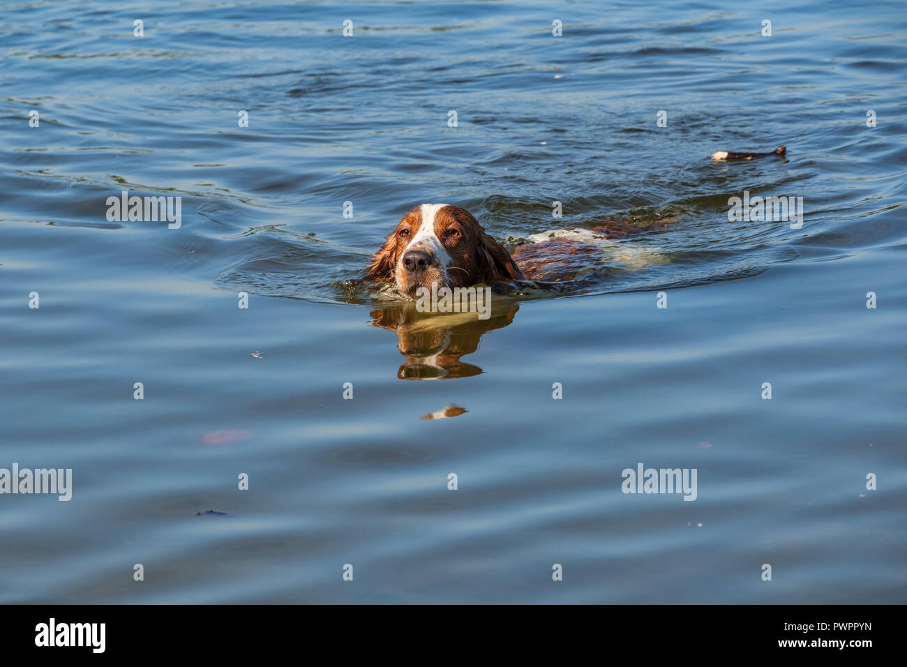 Welsh Springer Spaniel cane nuota in un piccolo lago Foto stock - Alamy