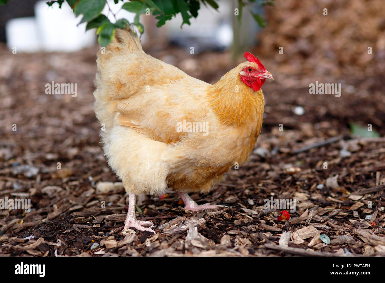Buff orpington chickens immagini e fotografie stock ad alta risoluzione ...