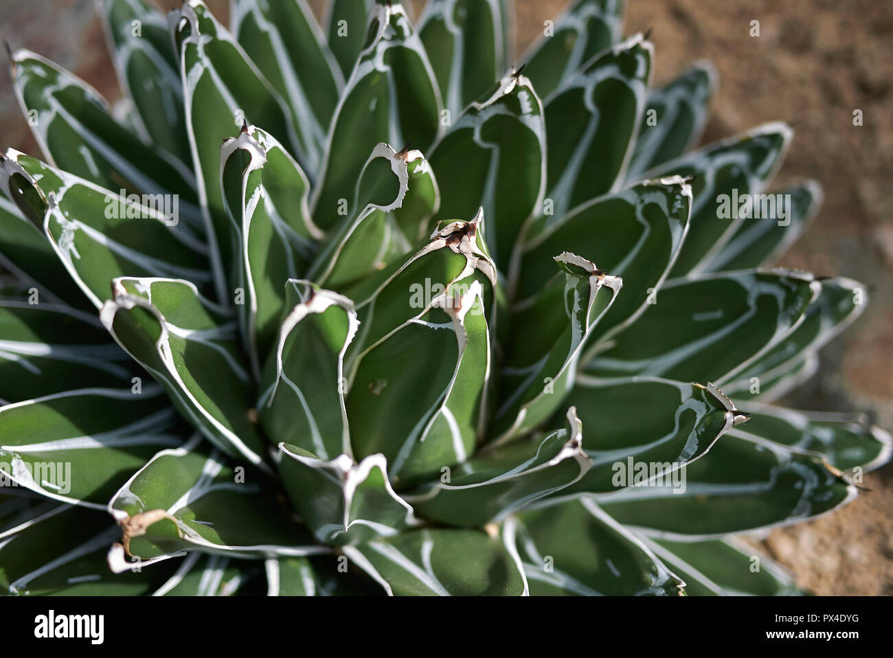 Royal agave agave victoria reginae immagini e fotografie stock ad alta ...