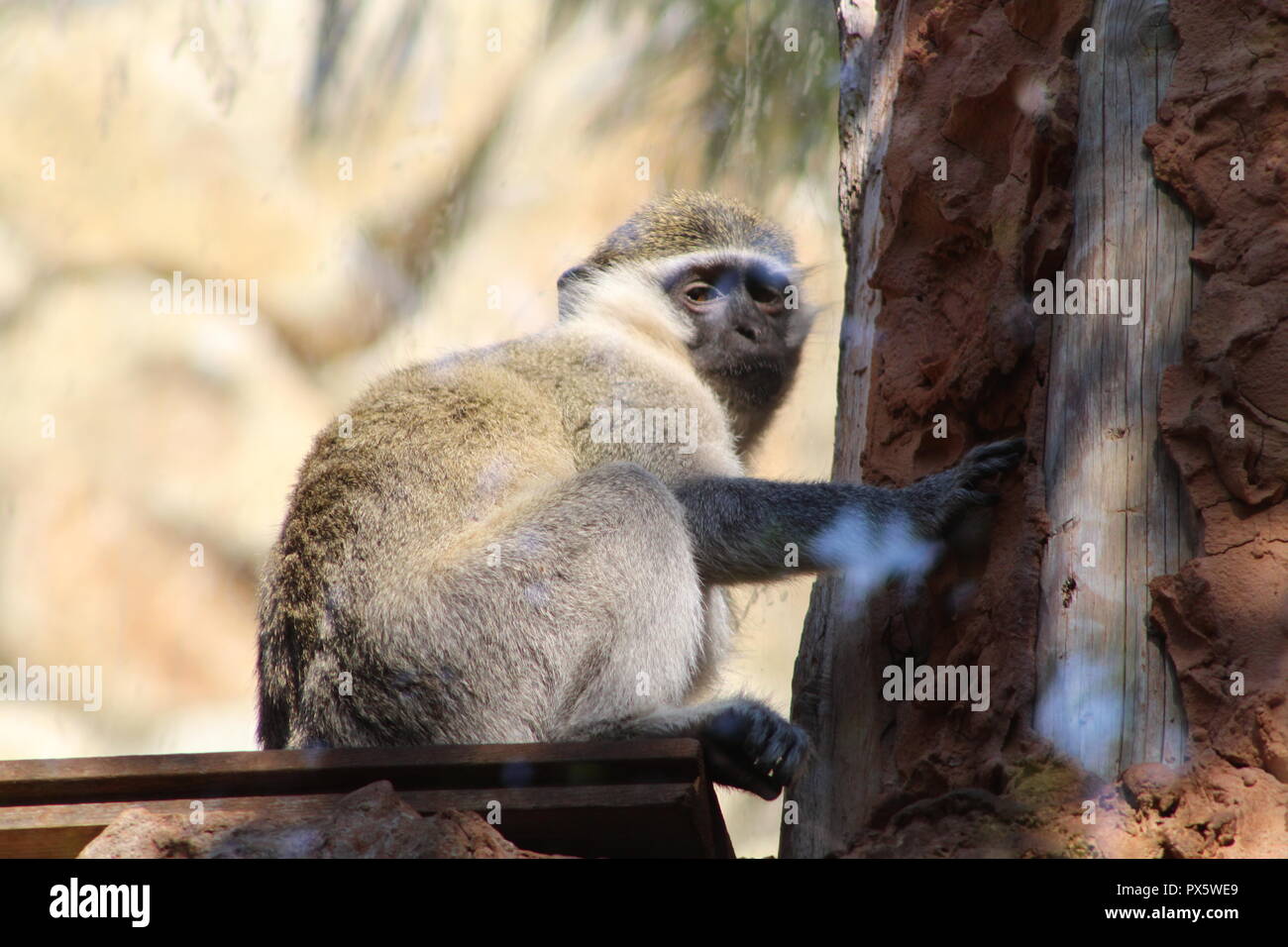 Grande scimmia rossa immagini e fotografie stock ad alta risoluzione ...