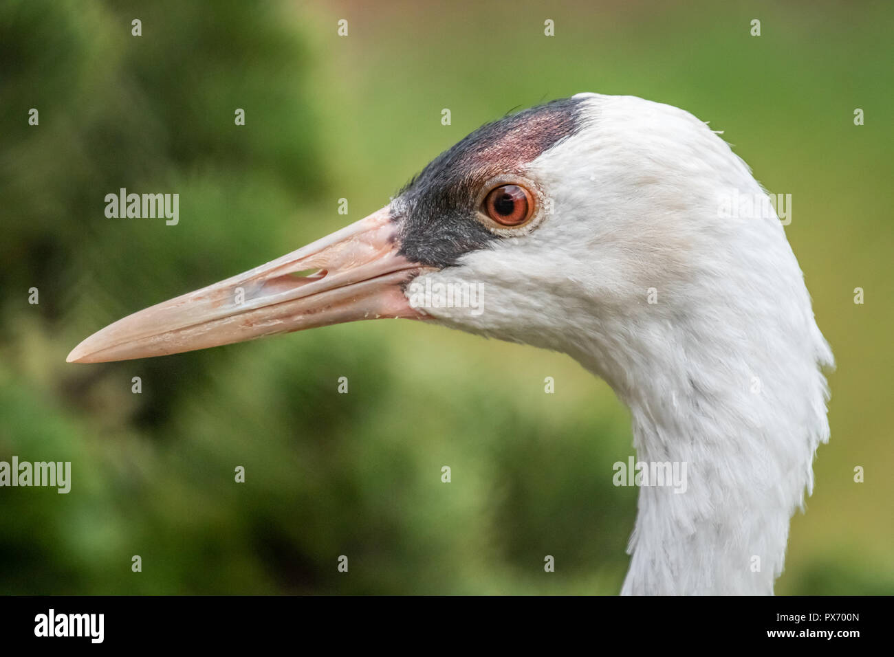 La magnifica gru coronata grigia immagini e fotografie stock ad alta ...