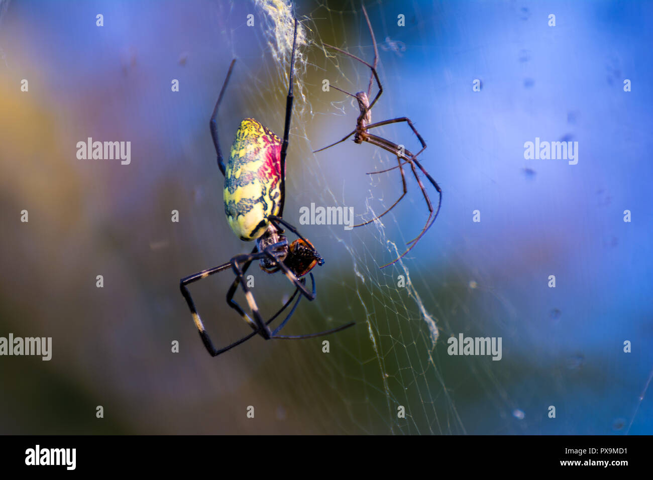 Tarantola Colorata Immagini e Fotos Stock - Alamy