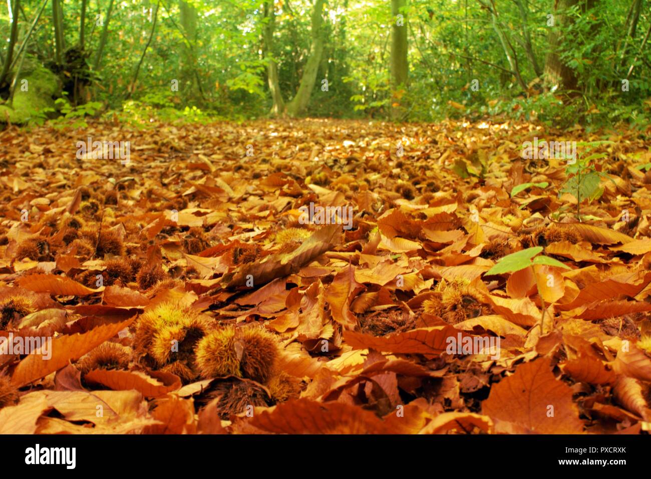 Castagne nei boschi immagini e fotografie stock ad alta risoluzione - Alamy