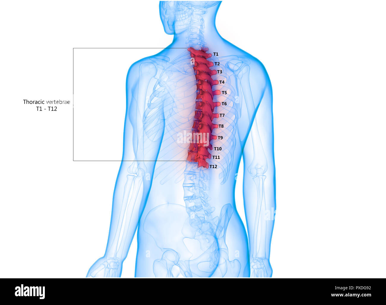 Scheletro umano del sistema colonna vertebrale vertebra toracica ...