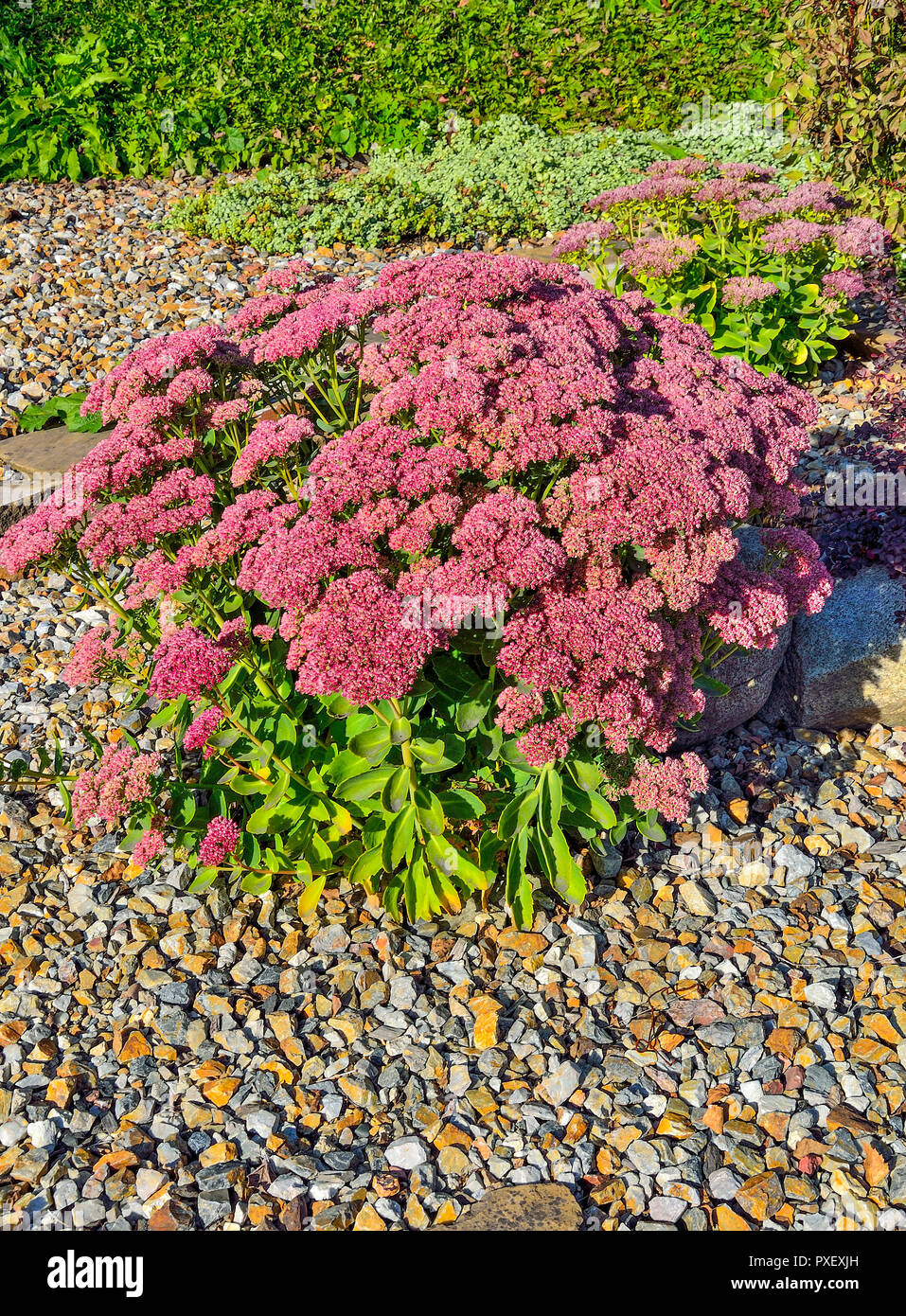 Pianta succulenta con fiori rosa immagini e fotografie stock ad alta ...
