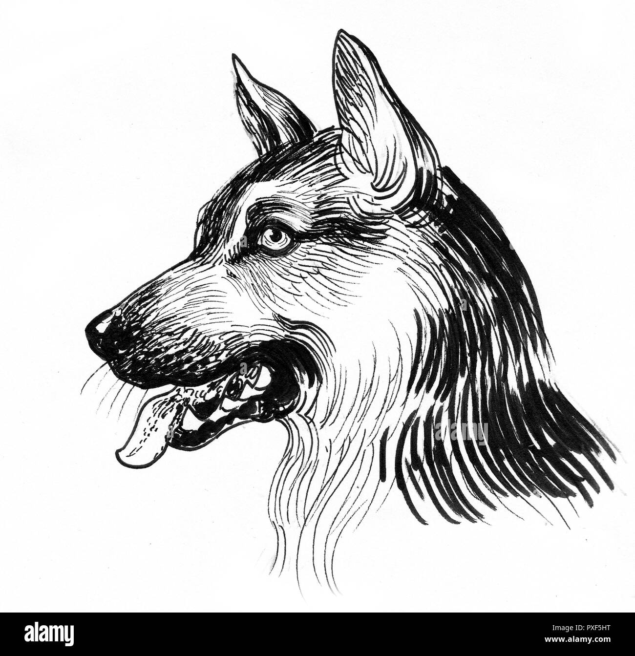 Testa di cane pastore tedesco Foto e Immagini Stock in Bianco e Nero ...