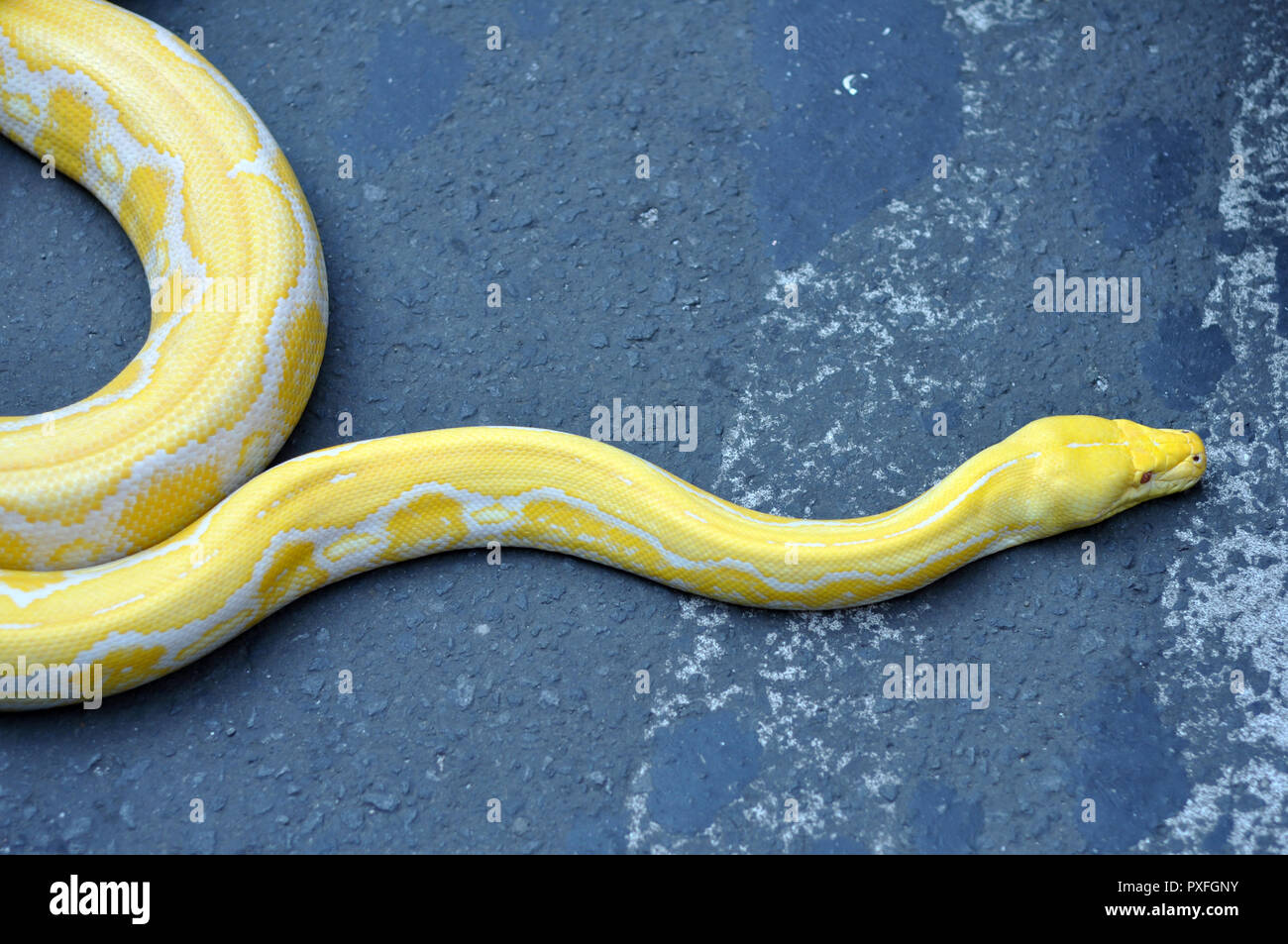 Albino python immagini e fotografie stock ad alta risoluzione - Alamy