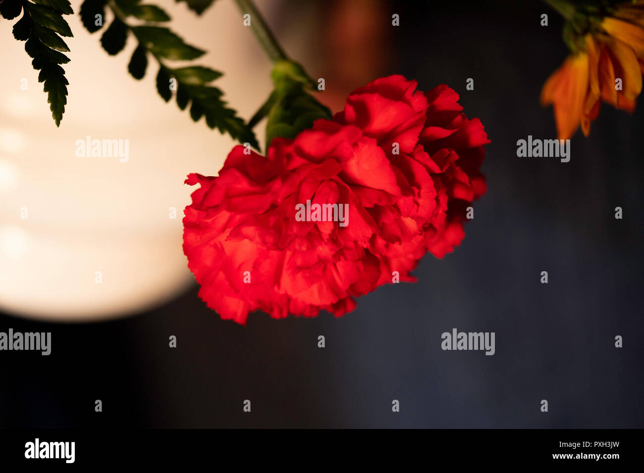 Garofano rosso immagini e fotografie stock ad alta risoluzione - Alamy