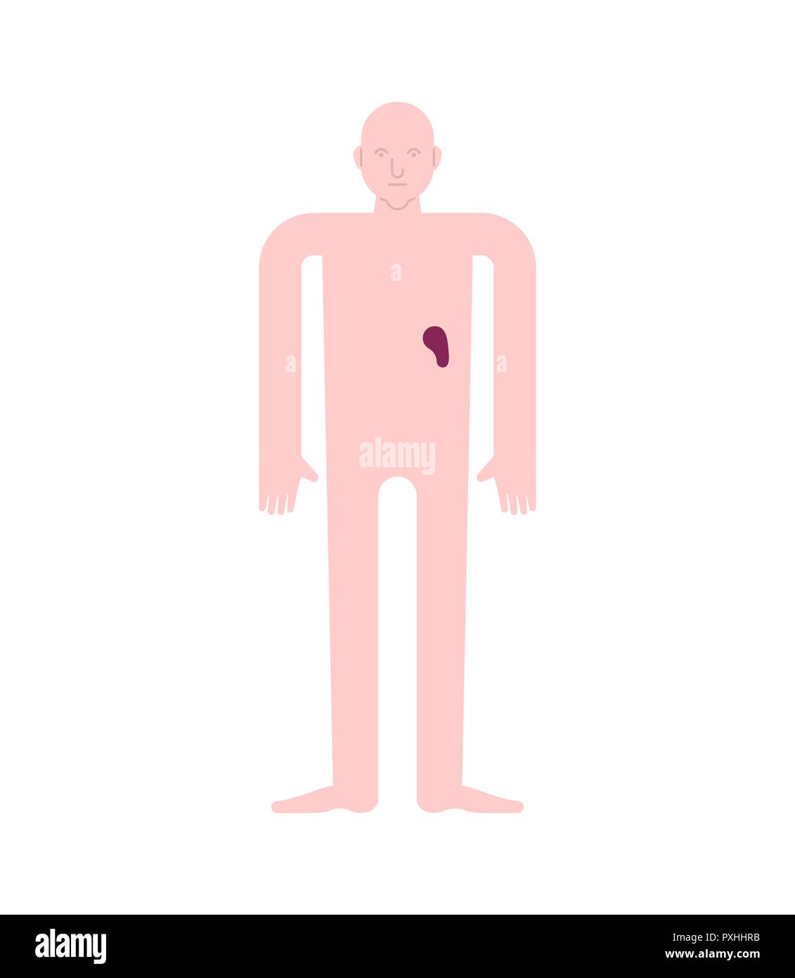 La milza anatomia umana. Tratto gastrointestinale degli organi interni ...