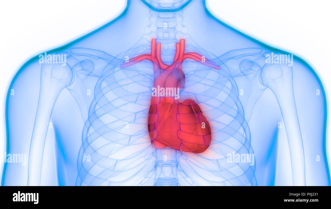 Anatomia cardiaca immagini e fotografie stock ad alta risoluzione - Alamy