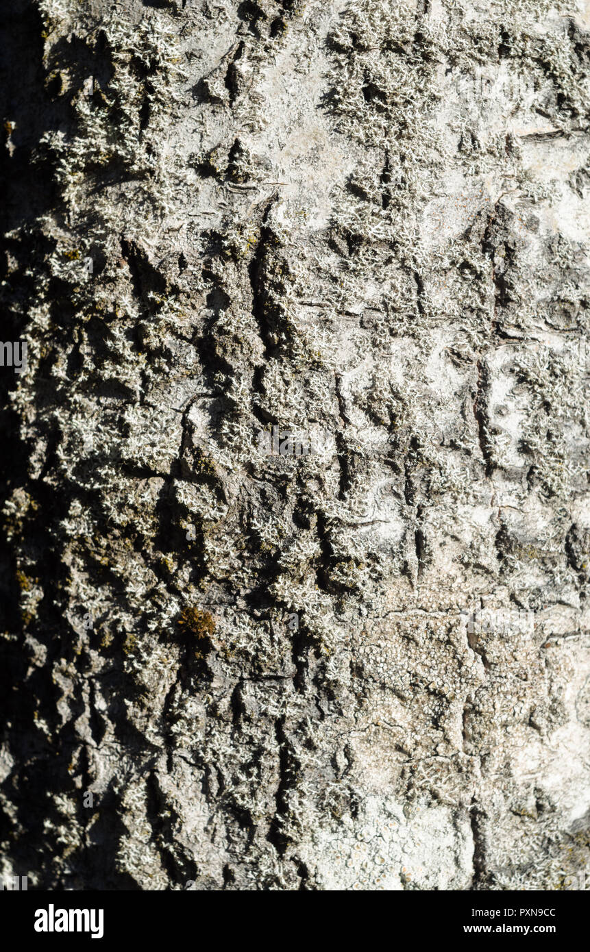Albero corteccia immagini e fotografie stock ad alta risoluzione - Alamy