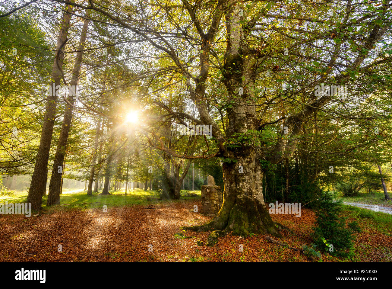 Circo della foresta immagini e fotografie stock ad alta risoluzione - Alamy