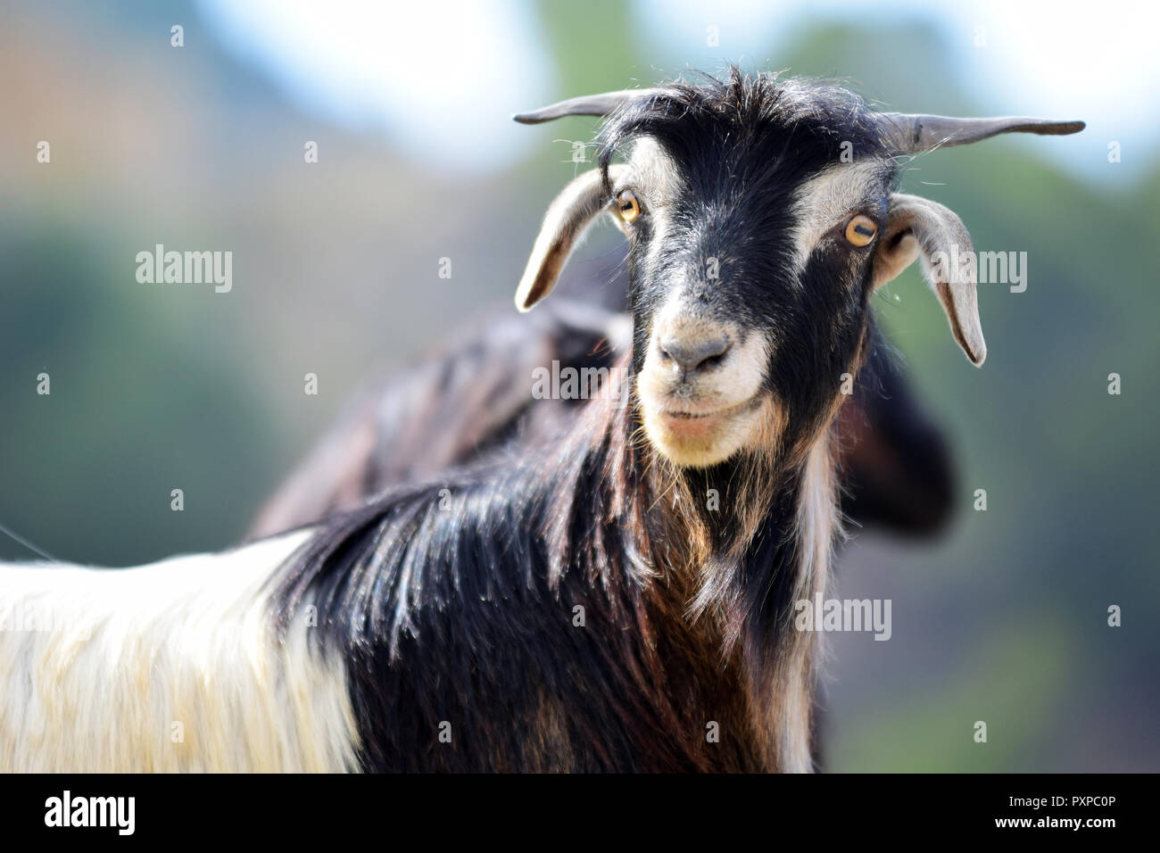 Faccia di capre immagini e fotografie stock ad alta risoluzione - Alamy