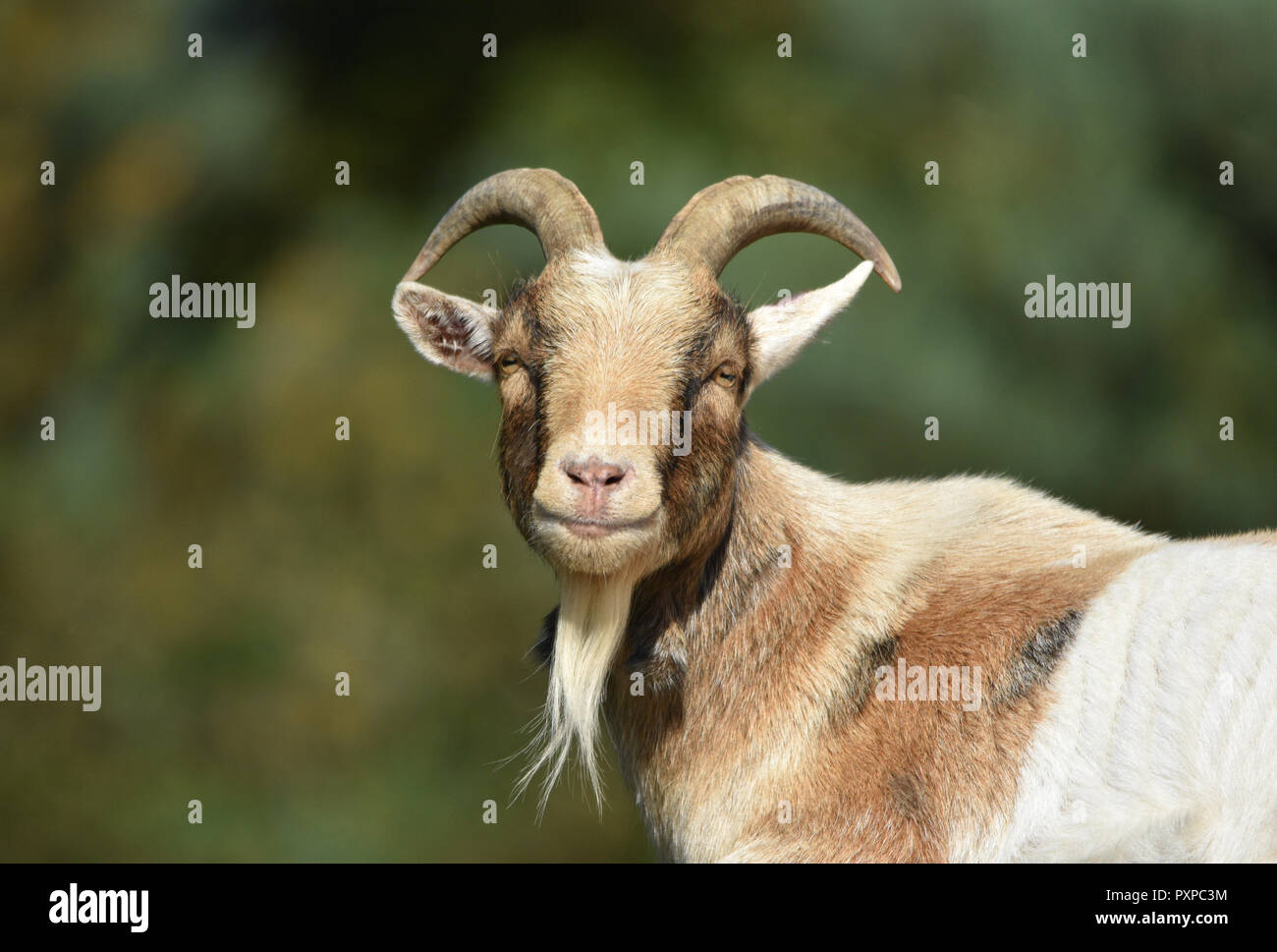 Caprone / maschio di capra Foto stock - Alamy