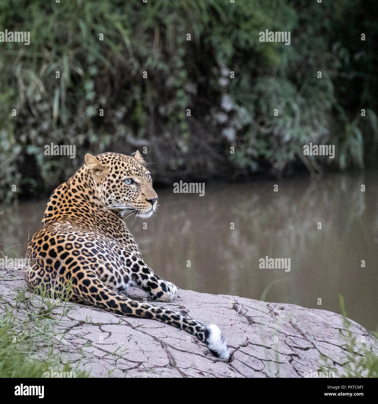 Foto della fauna africana immagini e fotografie stock ad alta ...