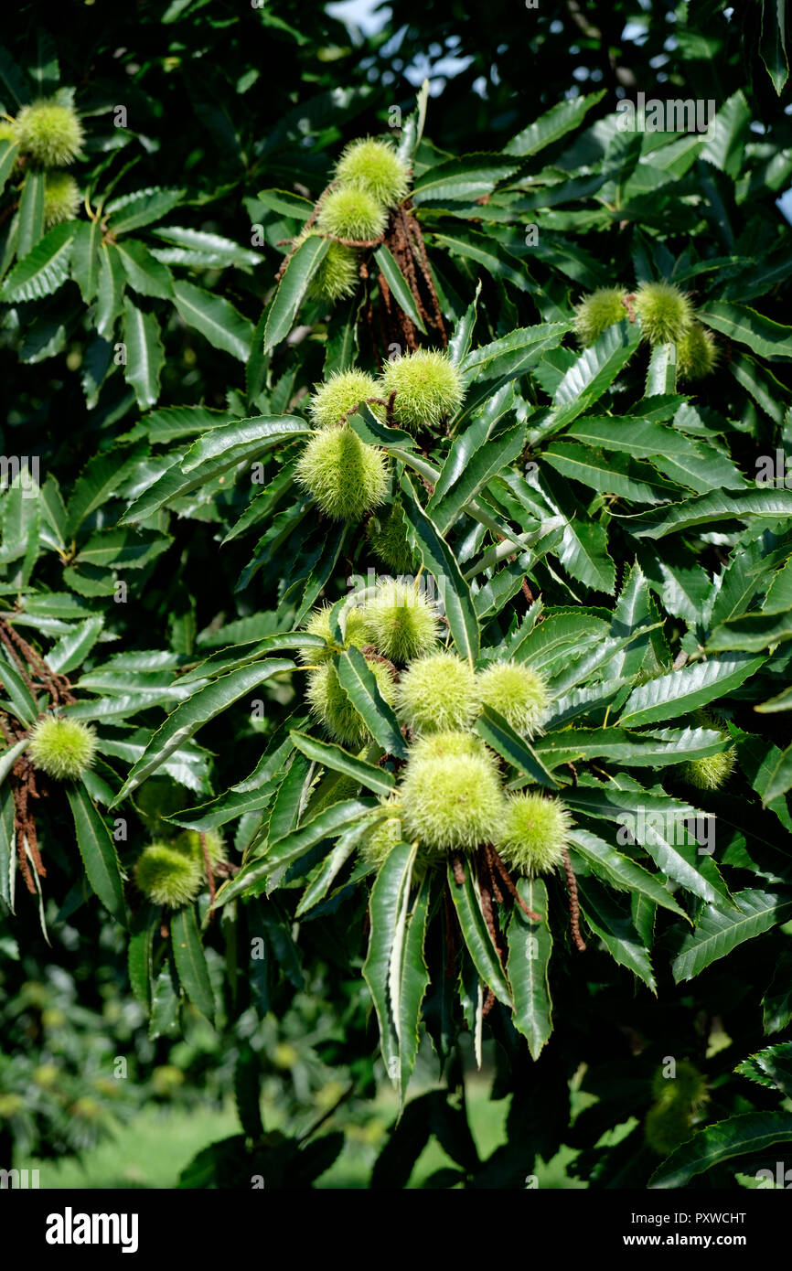 Castagne dolci immagini e fotografie stock ad alta risoluzione - Alamy