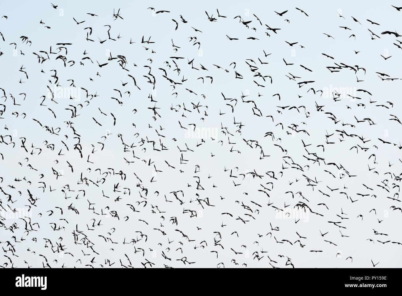 Sagome di uccelli in volo immagini e fotografie stock ad alta ...