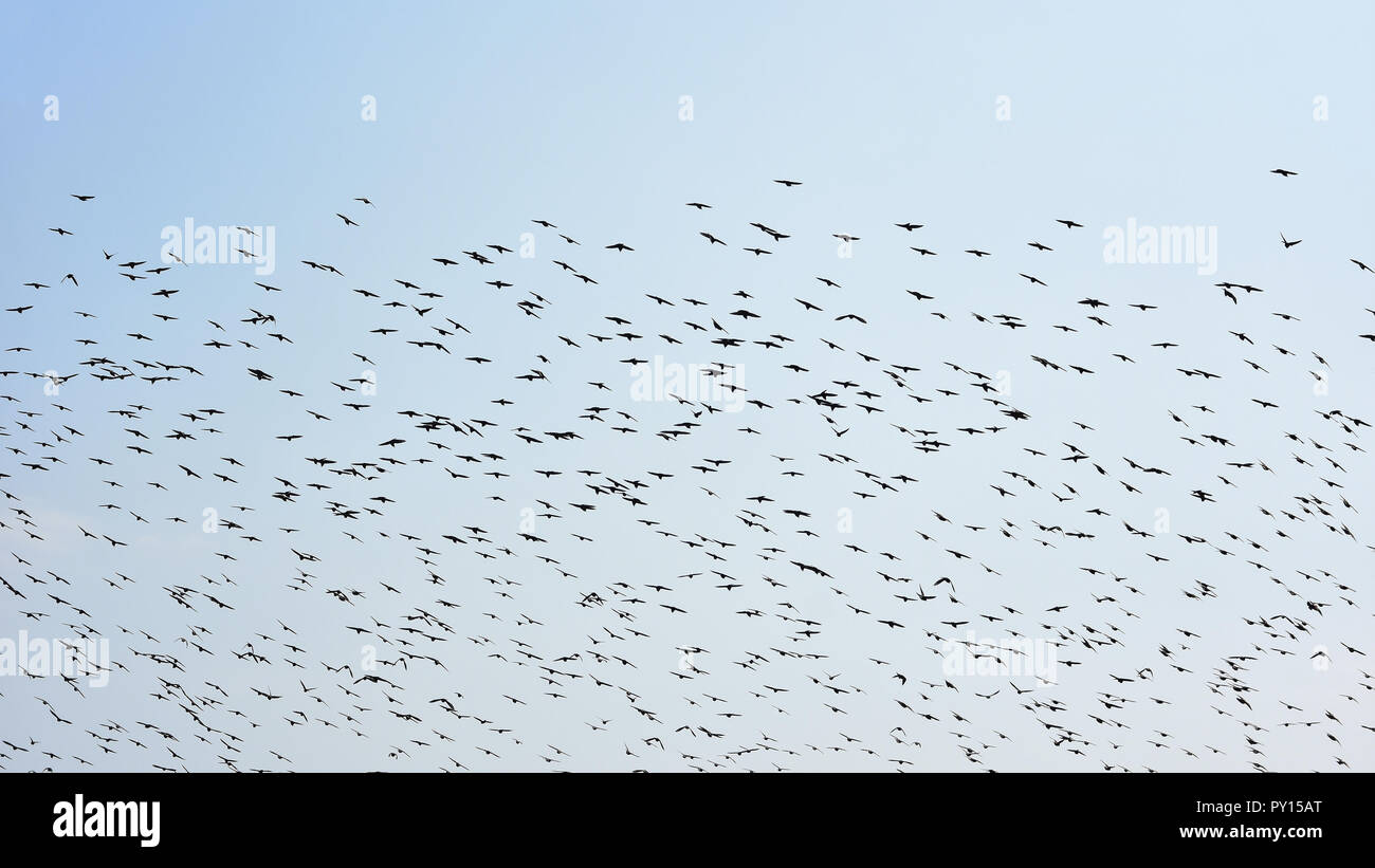 Sagome di uccelli in volo immagini e fotografie stock ad alta ...